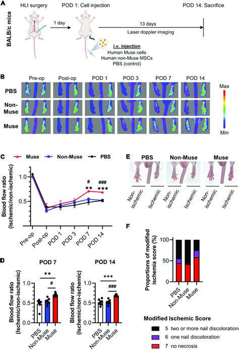 Muse Cell Intravenous Injection Recovered Blood Flow In A Mouse Model