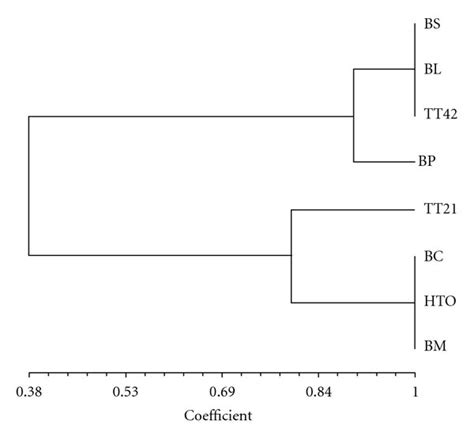 Dendrogram Of Genetic Divergences Among Selected Bacillus Isolates Download Scientific Diagram