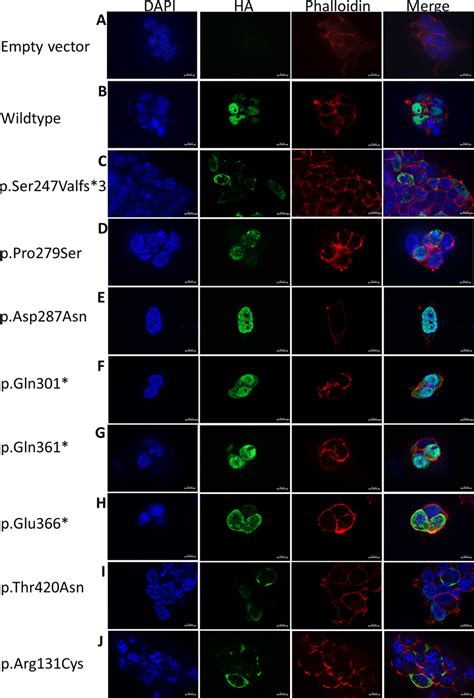 Subcellular Localization Of Mutant Runx2 In Hek293 Cells A Empty