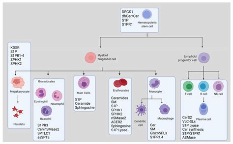 Hematopoiesis Chart