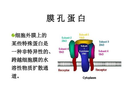 1 细菌耐药机制 Word文档在线阅读与下载 无忧文档