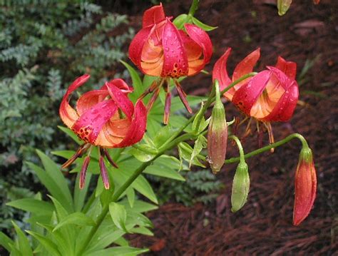 Lilium Pardalinum Alchetron The Free Social Encyclopedia