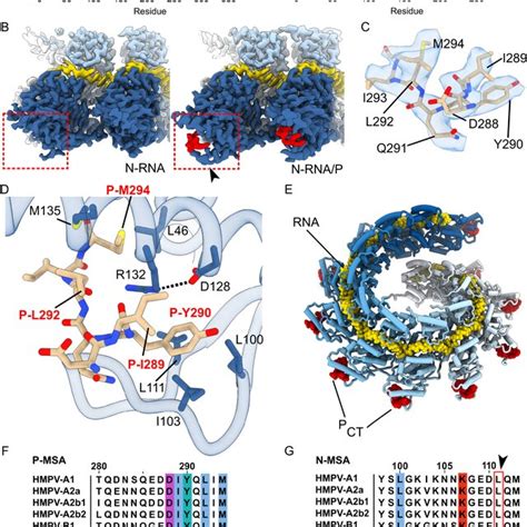 Cryo Em Structure Of The N Rna P Interface A Disorder Prediction Plots Download Scientific