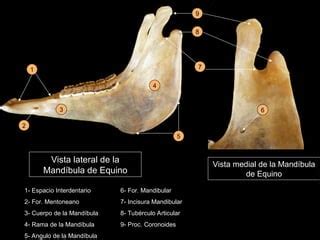 Osteologia De Cabeza Bovino Veterinariappt