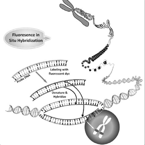Pdf In Situ Hybridization