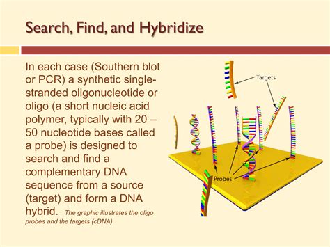 DNA Microarray Presentation Dna Fingerprinting Dna Biotechnology PDF Genetics Science