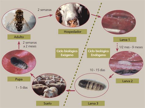 Oestrus Ovis