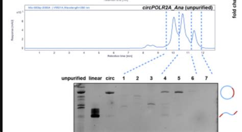 Separation Of Circular Rna Circrna Using Sec Hplc