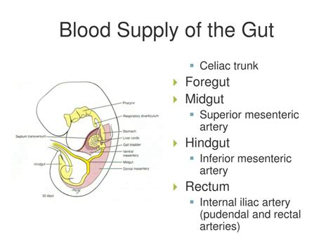 Ppt Embryology Of The Gut And Lungs Powerpoint Presentation Free