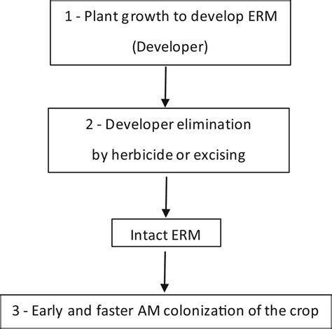 An Illustration Of The Strategy For The Development Of A Network Of ERM Download Scientific