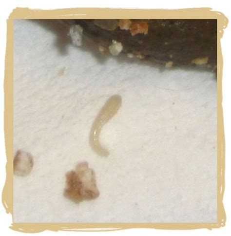 If Cat Has Worms Can You Tell At Mary Keeling Blog