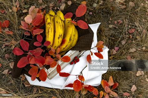 가을 나무와 빨간색과 분홍색 색조의 잎 사이에 나무 흰색 상자에 잘 익은 향기로운 노란색 바나나 아름다운 계절 구성 0명에 대한 스톡 사진 및 기타 이미지 Istock