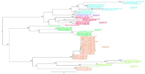 Maximum Likelihood Phylogenetic Tree Of Hadv Hexon Capsid Gene Download Scientific Diagram