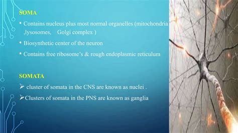 Nervous System Ppt PPTX