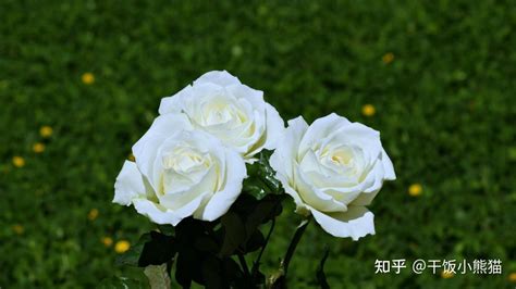 Python使用pandas读取csv文件的精度出错？ 知乎