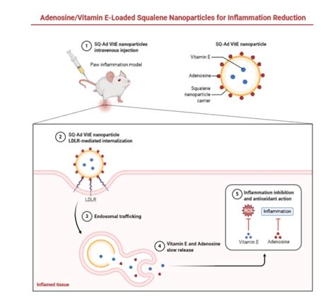 Adenosine Vitamin E Loaded Squalene Nanoparticles For Inflammation Reduction Biorender Science