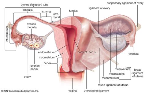 Endometrium Anatomy Britannica
