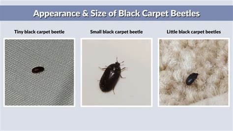Black Carpet Beetles Identification Habits And Risks