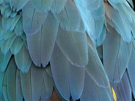 Feathers Plumage Blue Free Photo On Pixabay