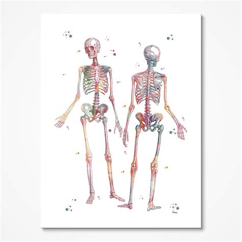 Anatomical Skeleton Diagram