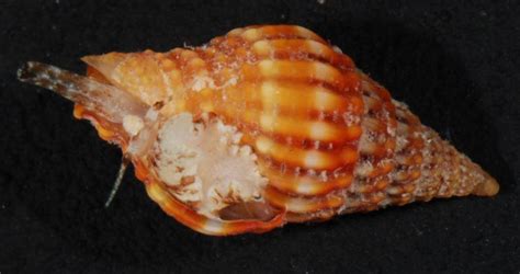 Vexillum Aureolatum Smithsonian Institution