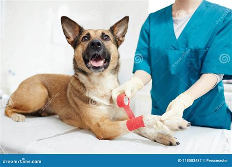 Taking Care Of Paw Stock Image Image Of Doctor Medical 118083487