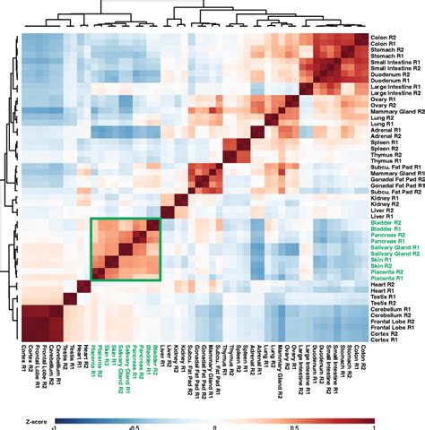hierarchical clustering of mouse tissues fpkm values from the top 1500