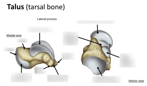 Diagram Of Talus Bone Label Quizlet