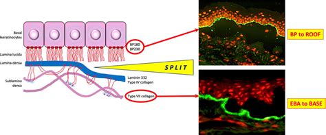 Frontiers Publishing Partnerships Diagnostic Techniques In Autoimmune