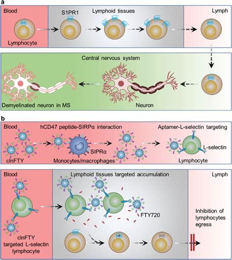 A Schematic Illustration Of An L‐selectin Expressing Lymphocytes