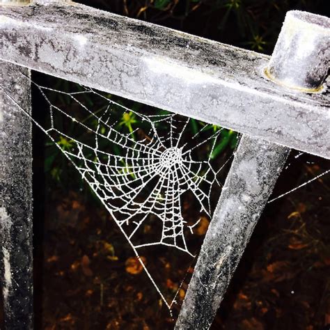 Premium Photo Close Up High Angle View Of Cob Web