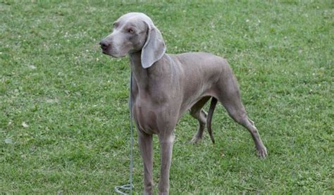 9 Wunderschöne Deutsche Jagdhunde Rassen Liste Mit Bildern