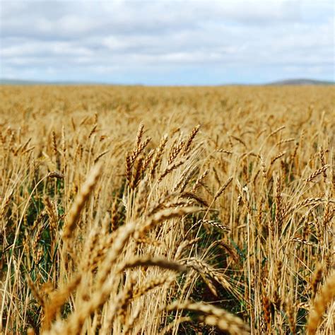 Намрын зураг тариан талбай Таванцохио Хархорин Гэрэл зураг