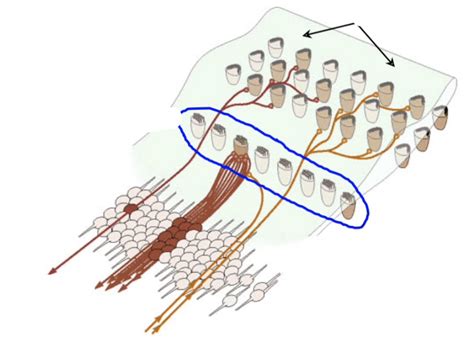 Psyc Auditory Receptors Mapping Diagram Quizlet