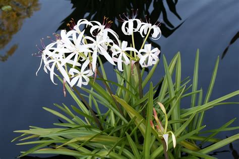Swamp Lily Crinum