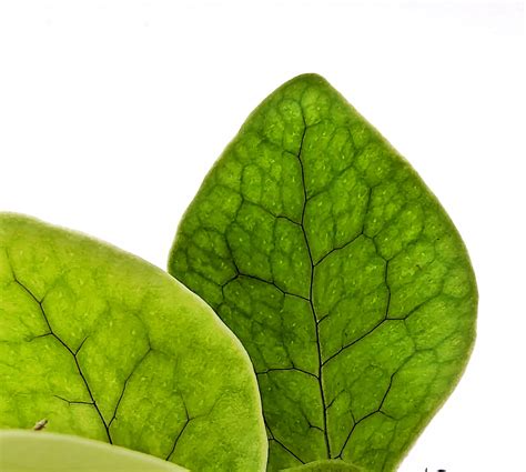 Microsorum Linguiforme