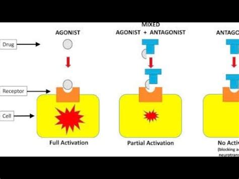 Differences Between Agonist Drugs And Antagonist Drugs Youtube