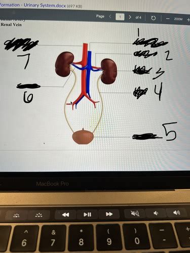 Urinary System Lab Flashcards Quizlet