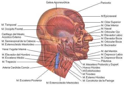 La Cabeza Humana Y Sus Partes Imagui