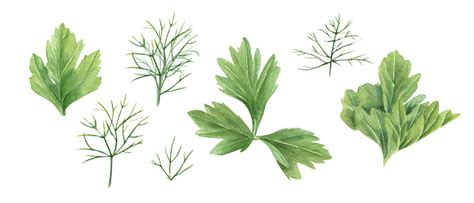 파슬리 딜 셀러리 잎 신선한 녹지 정원 허브 맛있는 조미료 식물 수채화 꽃 그림은 흰색 배경에 고립되어 있습니다 조리법 메뉴 요리책을 위한 녹색 요소 개체 그룹에 대한 스톡
