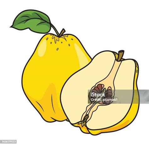 녹색 잎이 있는 길쭉한 모양의 퀸스 과일 전체와 절반 육즙이 많은 노란 과일 모과에 대한 스톡 벡터 아트 및 기타 이미지 모과 건강한 식생활 과실나무 Istock