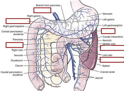 Hepatic Portal System Diagram Quizlet