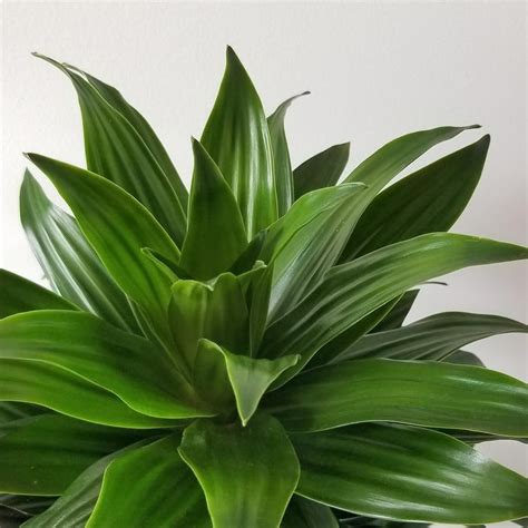 Dracaena Janet Craig Compacta Cane Live Plant In A 10 Inch Pot