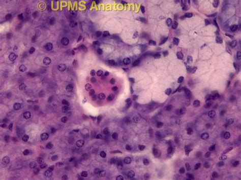 Respiratory System Flashcards Quizlet