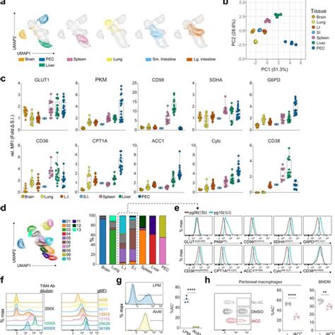 Macrophages Display Unique Metabolic Properties Across Different