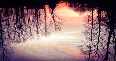Premium Photo Reflection Of Bare Trees In Water At Night