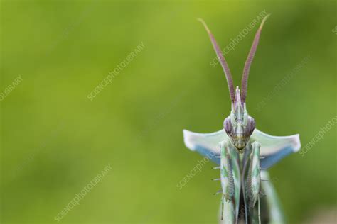 Male Devils Flower Mantis Stock Image C0588469 Science Photo Library