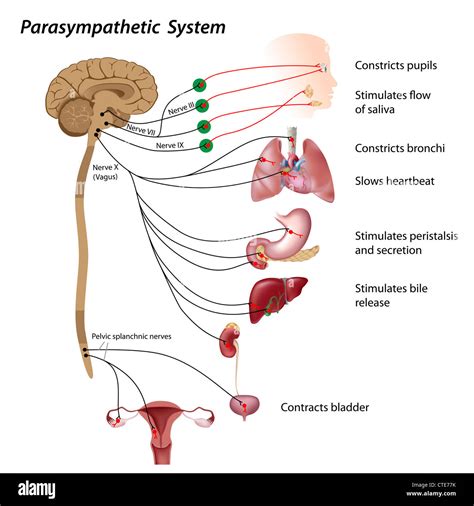 Simple Autonomic Nervous System Diagram