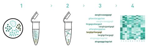 Metatranscriptomics Service Allgenetics