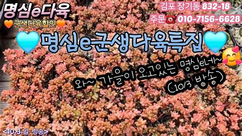 명심e다육과 가을 다육놀이 함께하세요♡103목 Youtube